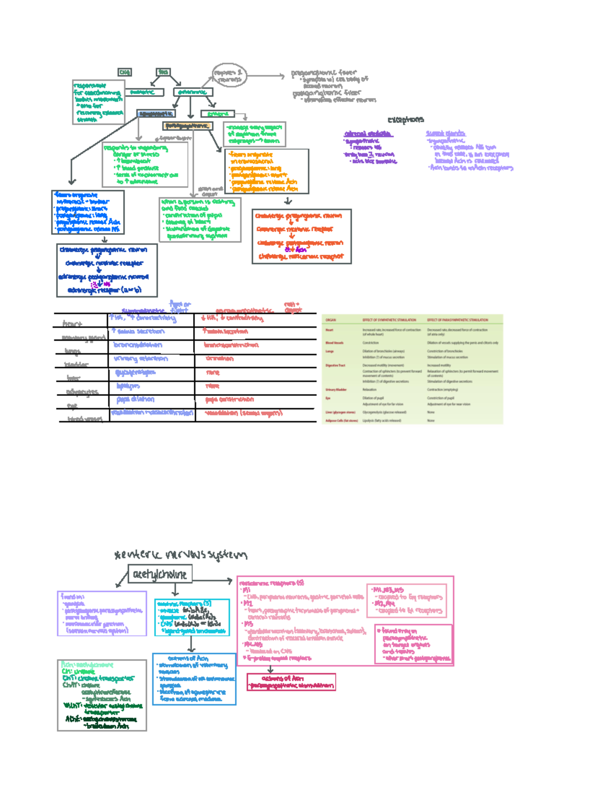 PDA 1 Notes - ons ons neurons preganghonicfiber synapseswcenbodyof ...