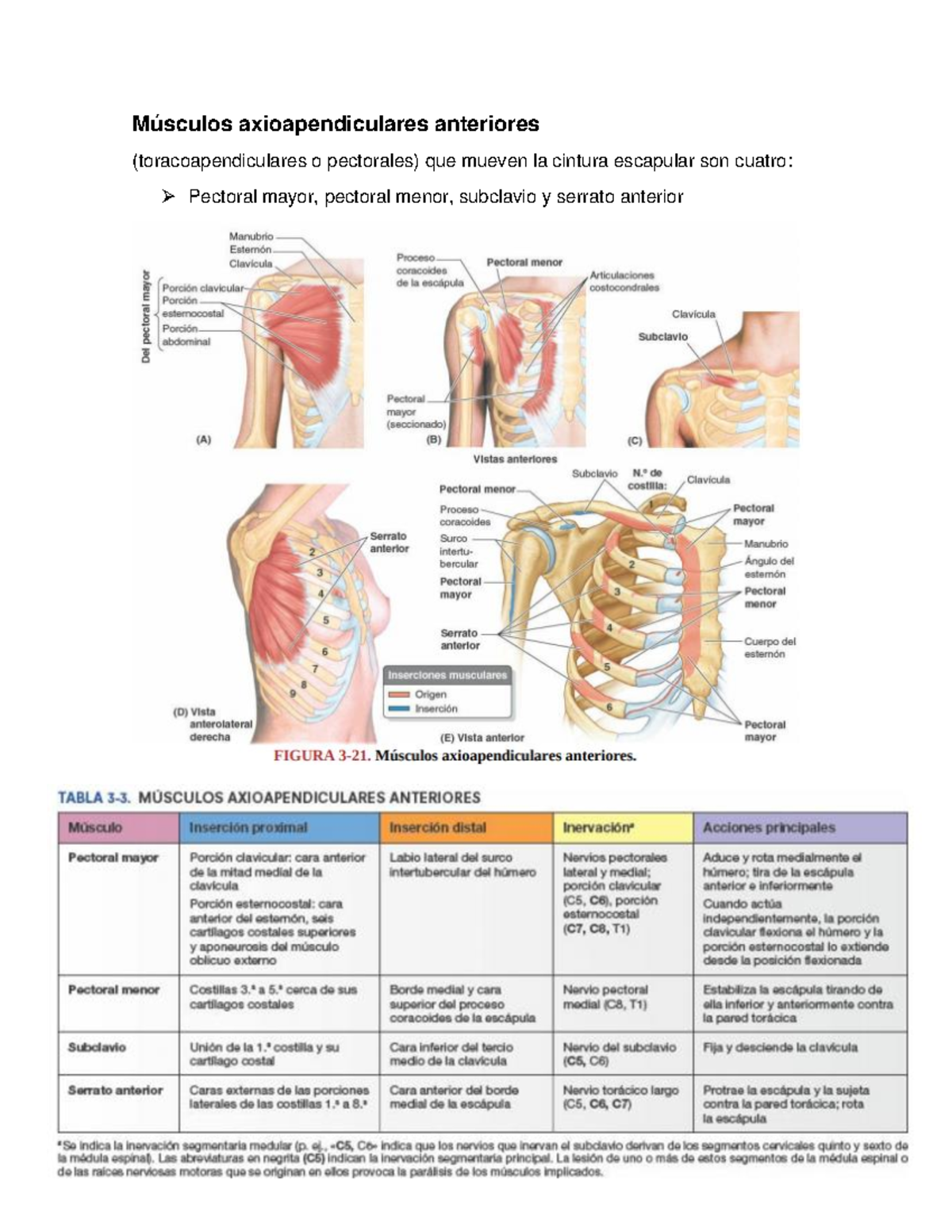 Musculos axiopendiculares - Para explorar la porción esternocostal del ...