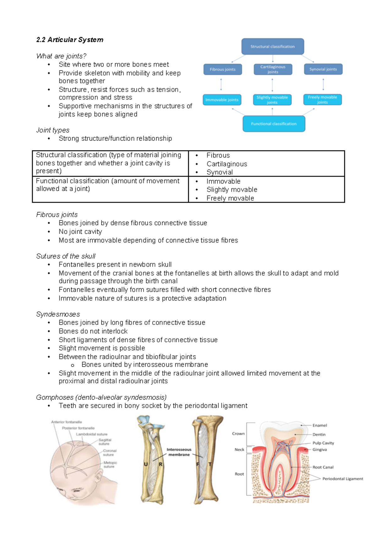 2.2 Articular Joints - 2 Articular System What are joints? • Site where ...