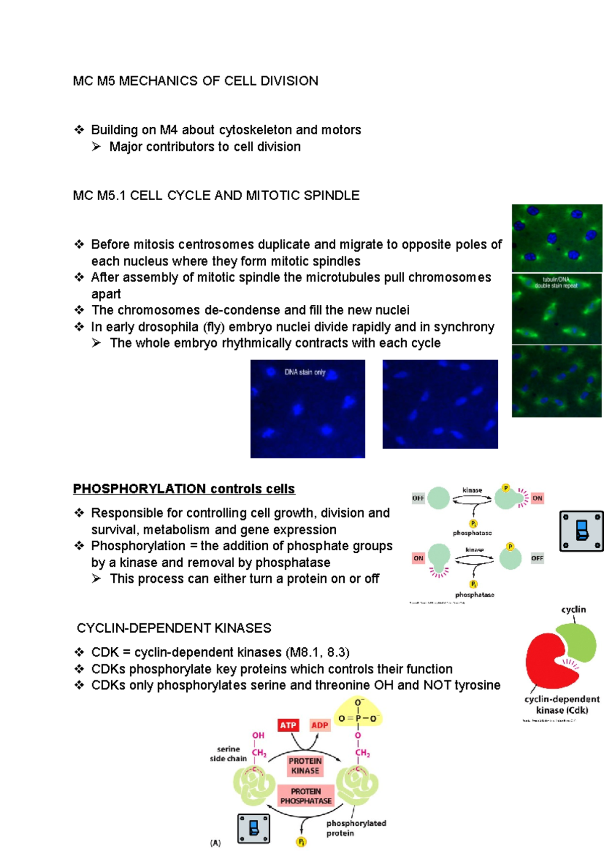MC M5 Mechanics of cell Division - MC M5 MECHANICS OF CELL DIVISION ...