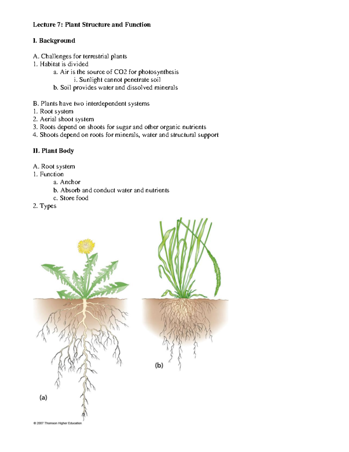 Video 5 - introduction to marine botany - Lecture 7: Plant Structure and Function I. Background ...
