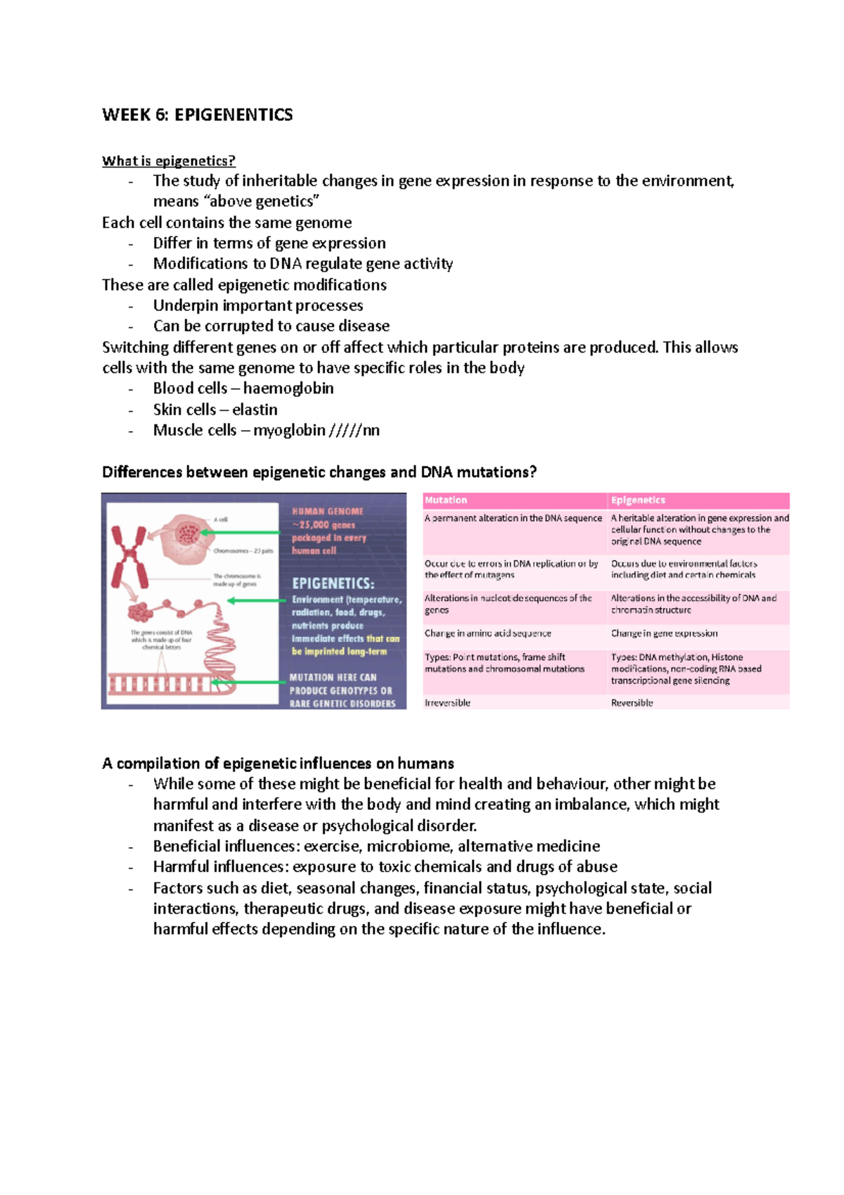 Week 6 - notes - WEEK 6: EPIGENENTICS What is epigenetics? - The study ...