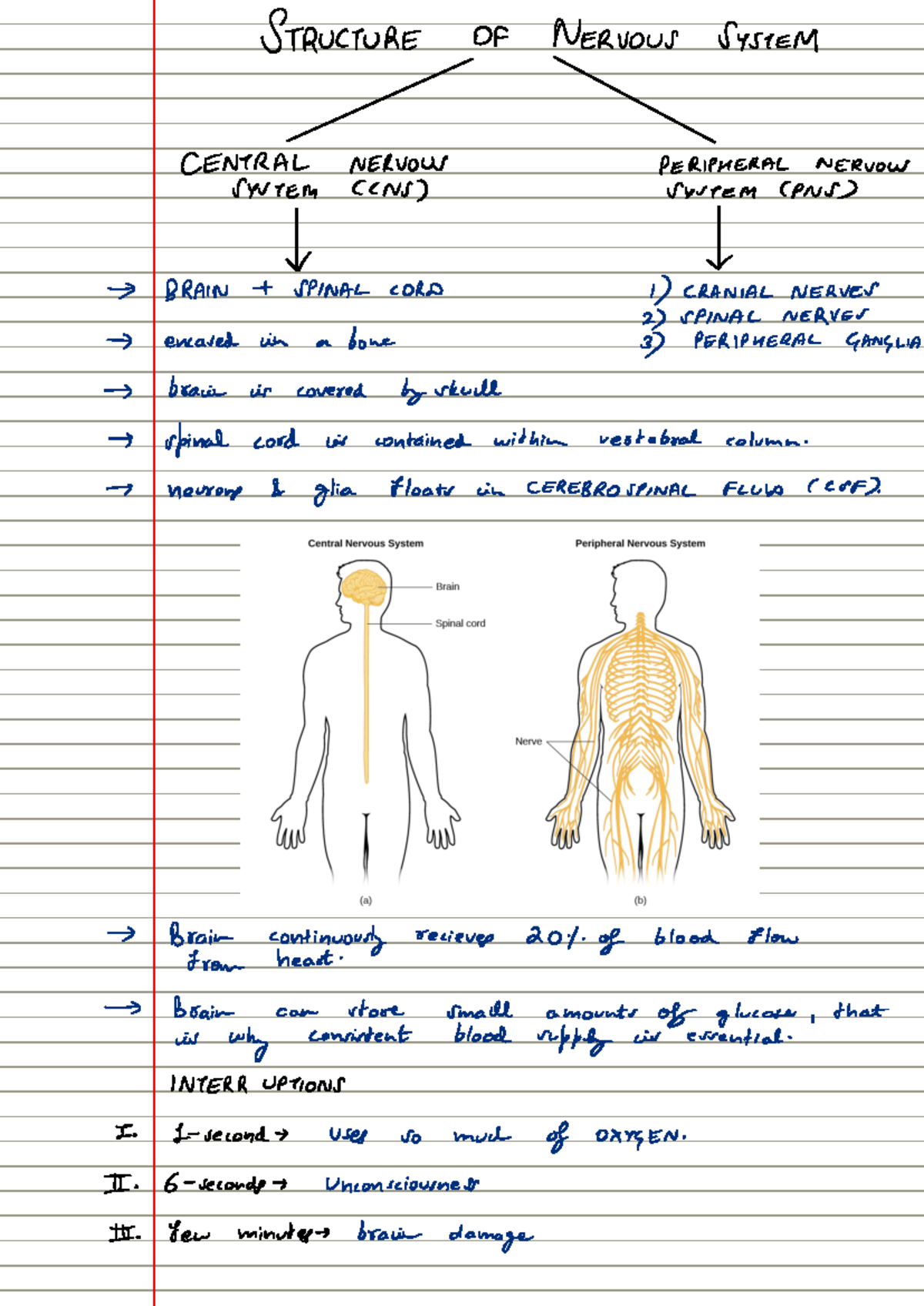 NERVOUS SYSTEM (Chapter 2 and 3) - PSYC-2900 - Studocu