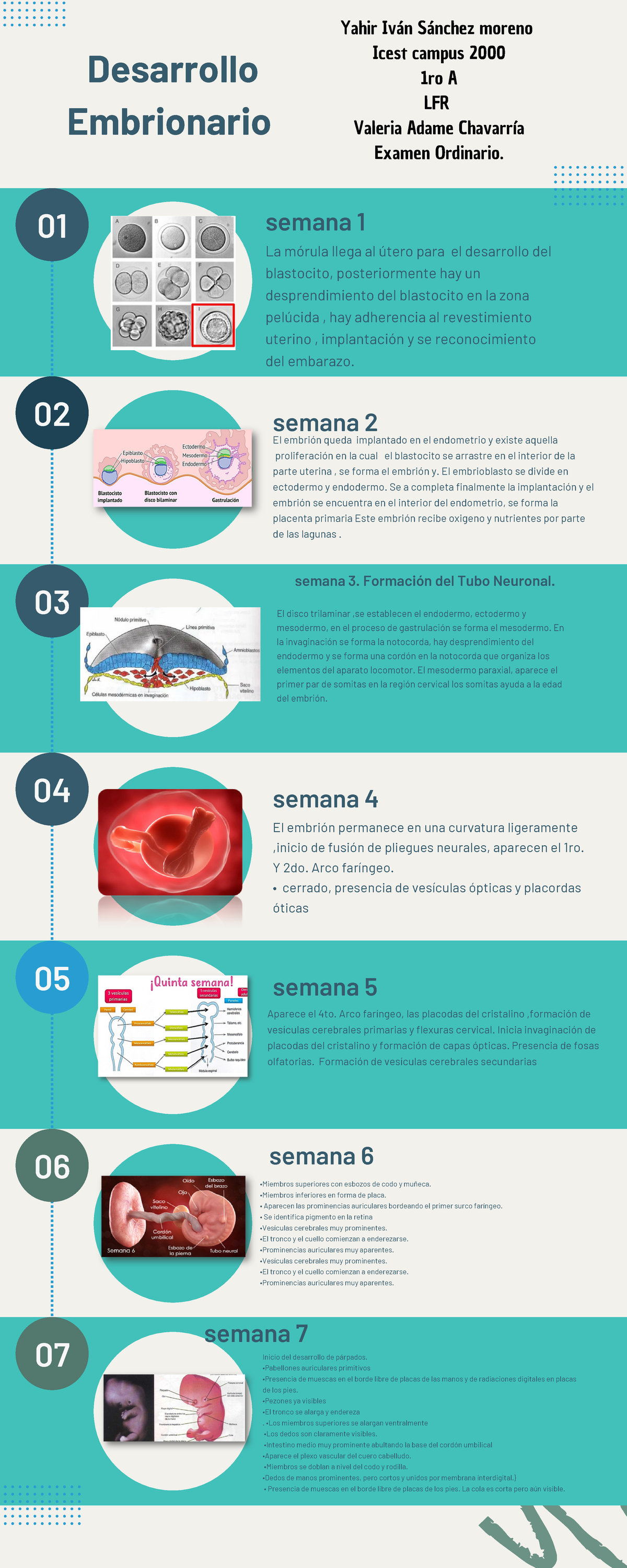 Línea del tiempo , semana embrionaria - Desarrollo Embrionario semana 1 ...