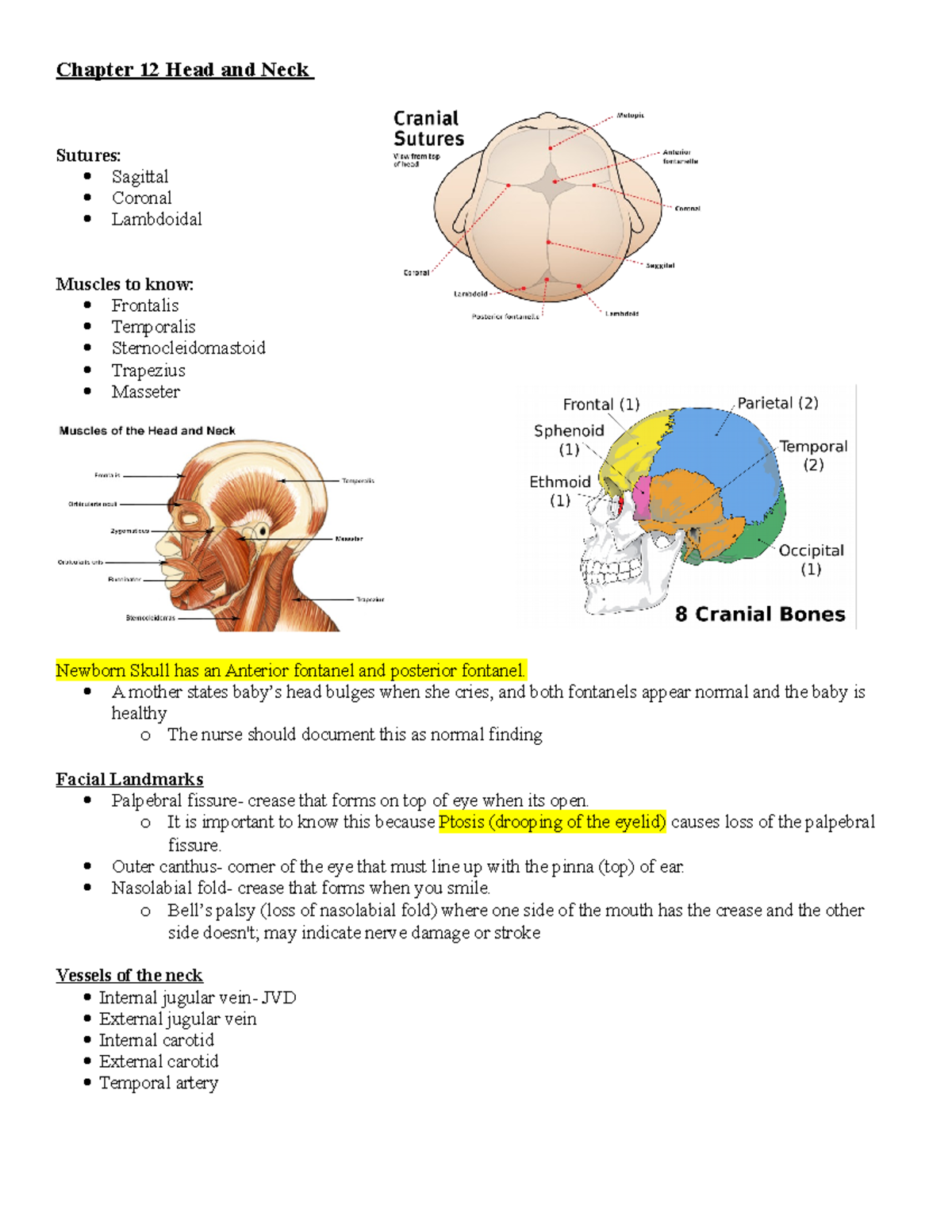 Ch. 12 Head & Neck Notes - Chapter 12 Head and Neck Sutures: Sagittal ...