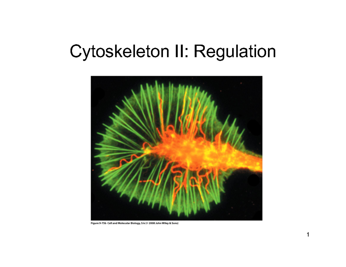 Lecture 5 Cytoskeleton Regulation 2022 - Cytoskeleton II: Regulation ...