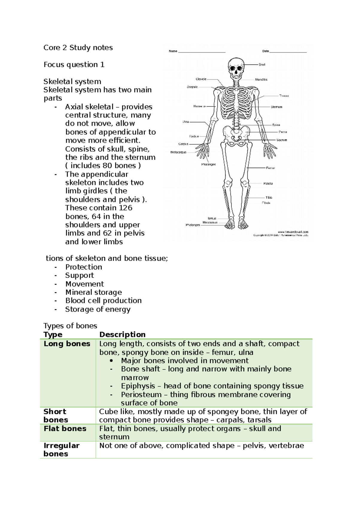 Core 2 Study notes - Core 2 Study notes Focus question 1 Skeletal ...