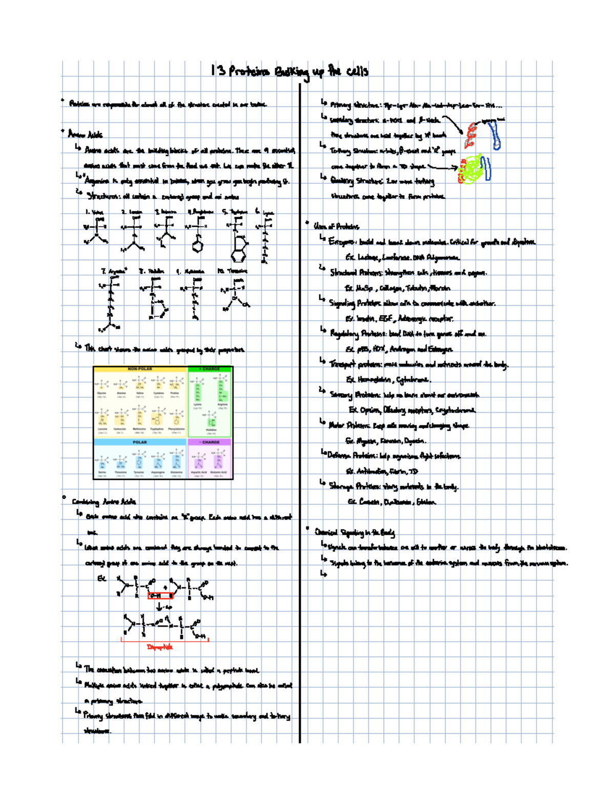 SBI4U - 1.3 Proteins - 13 ProteinsBulkingupthecells Proteinsa - Studocu