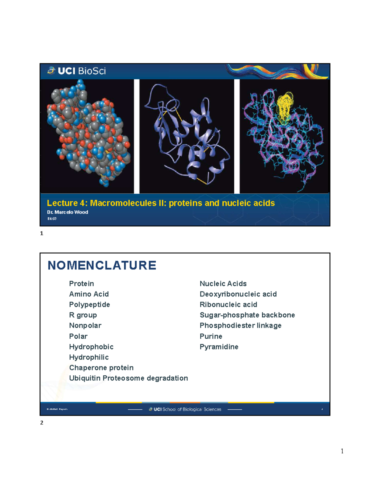 Bio93 Lecture 4 notes 2024 - Lecture 4: Macromolecules II: proteins and ...