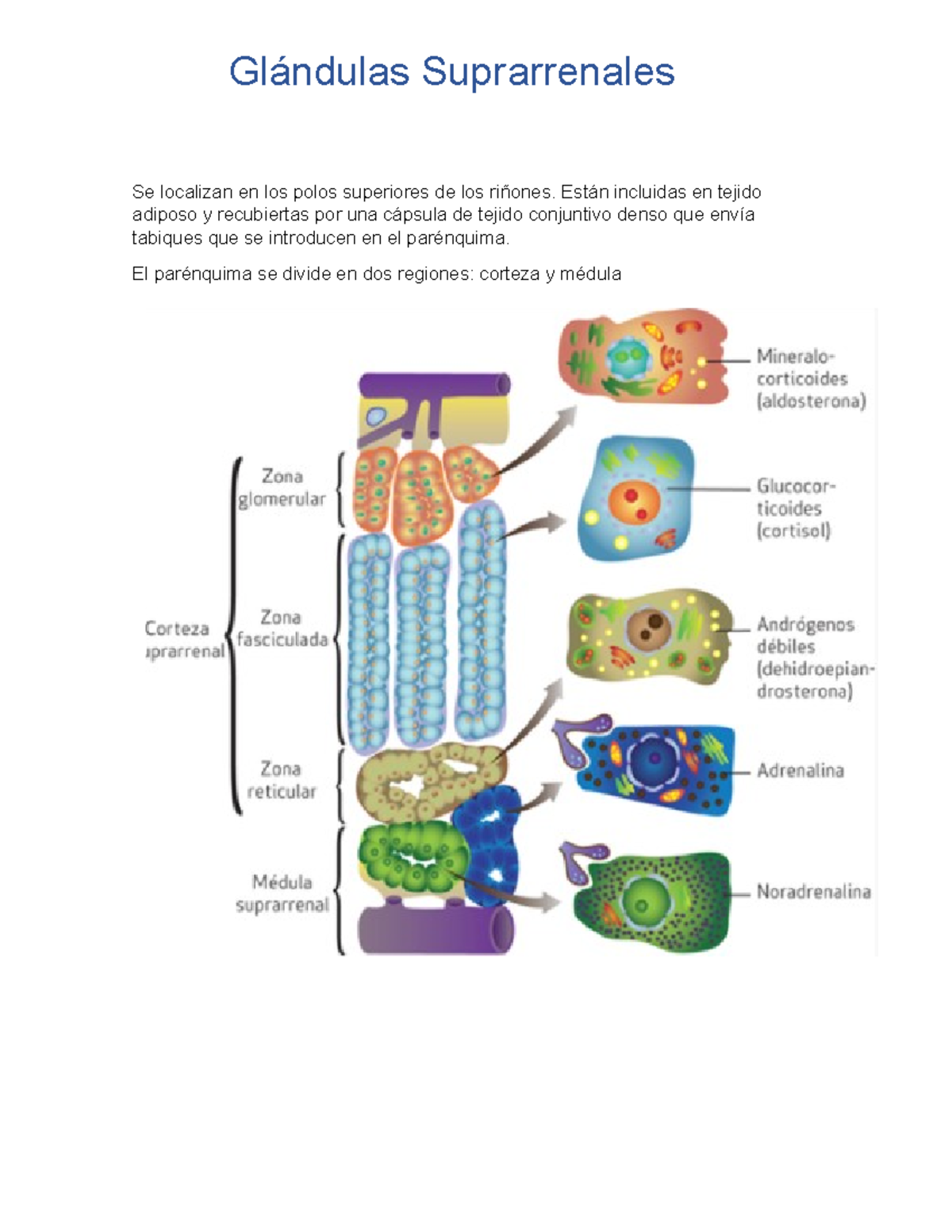 Glandulas Suprarrenales - Se localizan en los polos superiores de los ...
