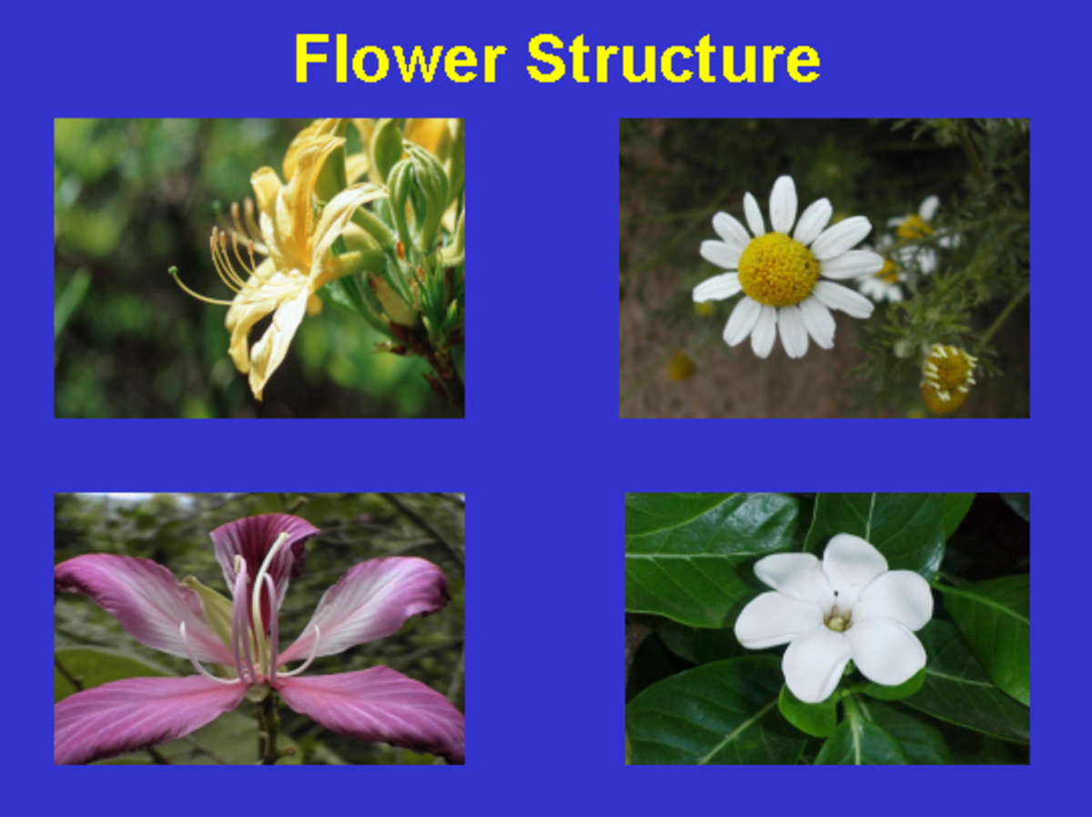 Biol 231 Angiosperms-1 - Flower Structure Angiosperms d Phylum ...