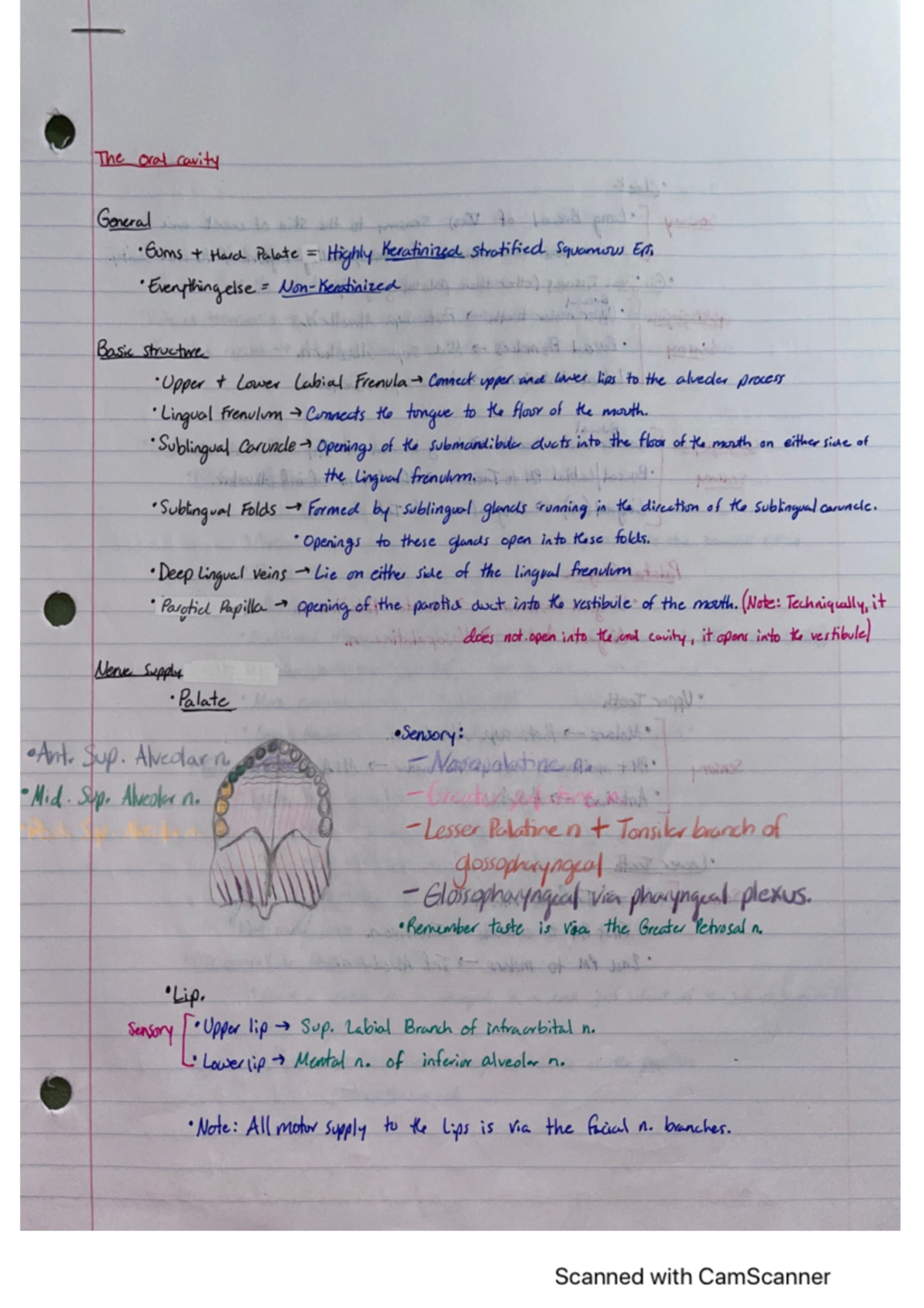 Oral cavity - Lecture notes for an exam - DENT 2130 - Studocu