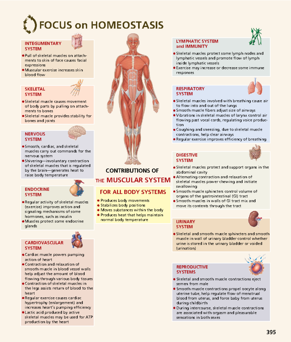 Anatomyand Physiology-143 - FOCUS on HOMEOSTASIS INTEGUMENTARY SYSTEM ...