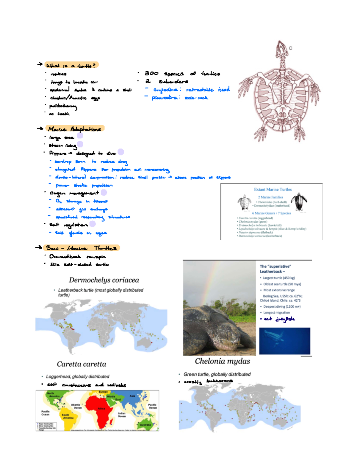 B13 - B18 - adaptations for marine life - C What is a turtle? reptiles ...