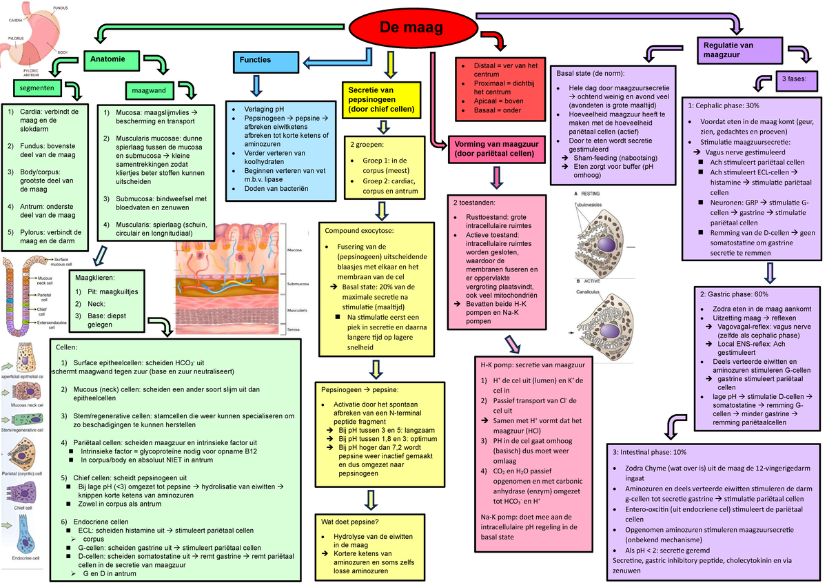 Mindmap maag - H+ Anatomie Vorming van maagzuur (door pariëtaal cellen ...