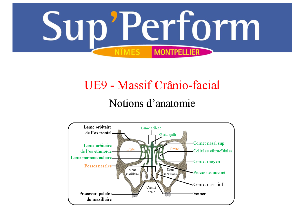 DS22 UE9 1 Cours Sup Anatomie - UE9 - Massif Crânio-facial Notions d ...