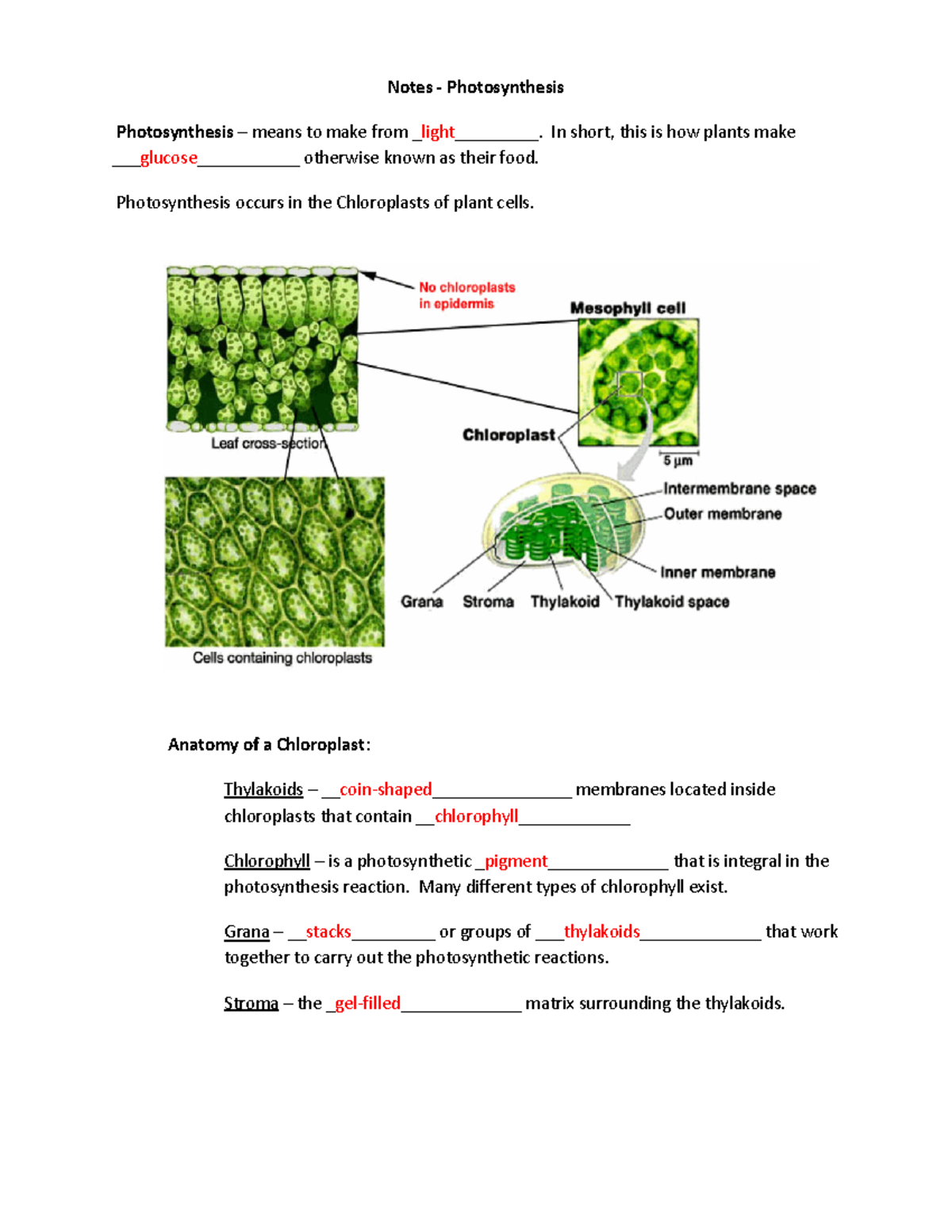 Copy+of+Photosynthesis+Notes - Notes - Photosynthesis Photosynthesis ...