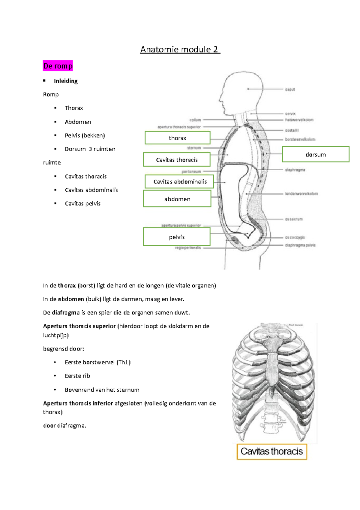 Anatomie-module-2 sv noémie - Anatomie module 2 De romp Inleiding Romp ...