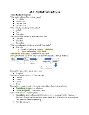 ANSC 512 Lab Practical Study Guide - Midterm Practical Review Central Nervous System: Lobes of ...