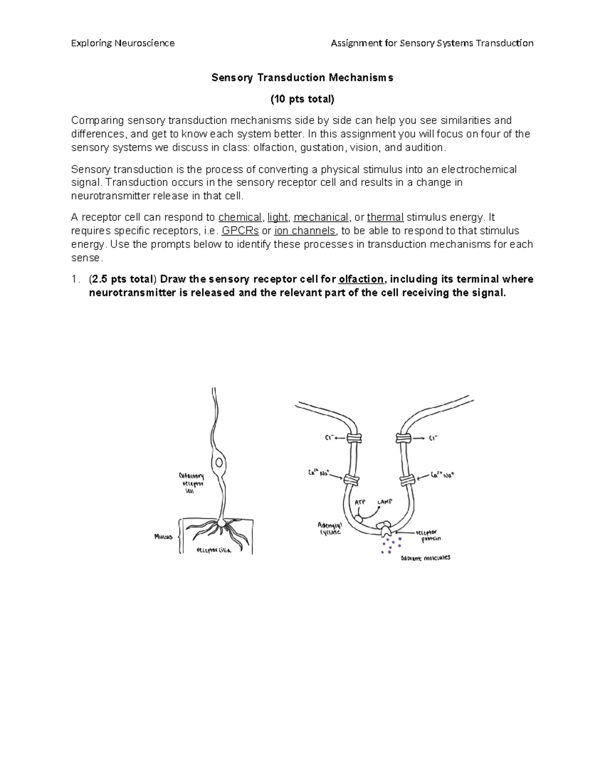 NSCI 2100 Sensory Transduction Pathways - Sensory Transduction ...