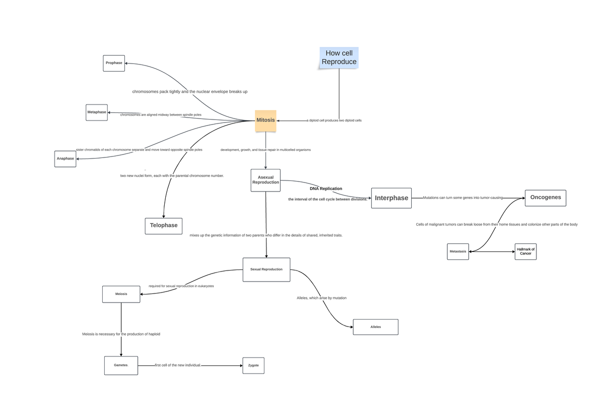 Concept map - a diploid cell produces two diploid cells How cell ...