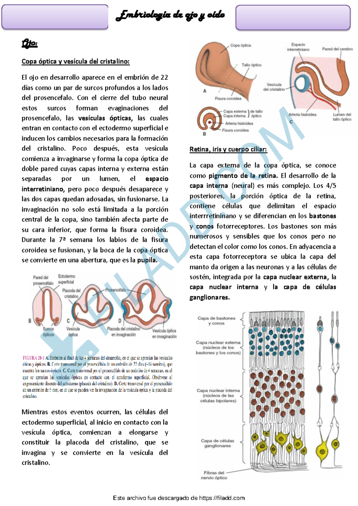 Resumen Embrio OJO-OIDO - Ojo: Copa óptica y vesícula del cristalino ...