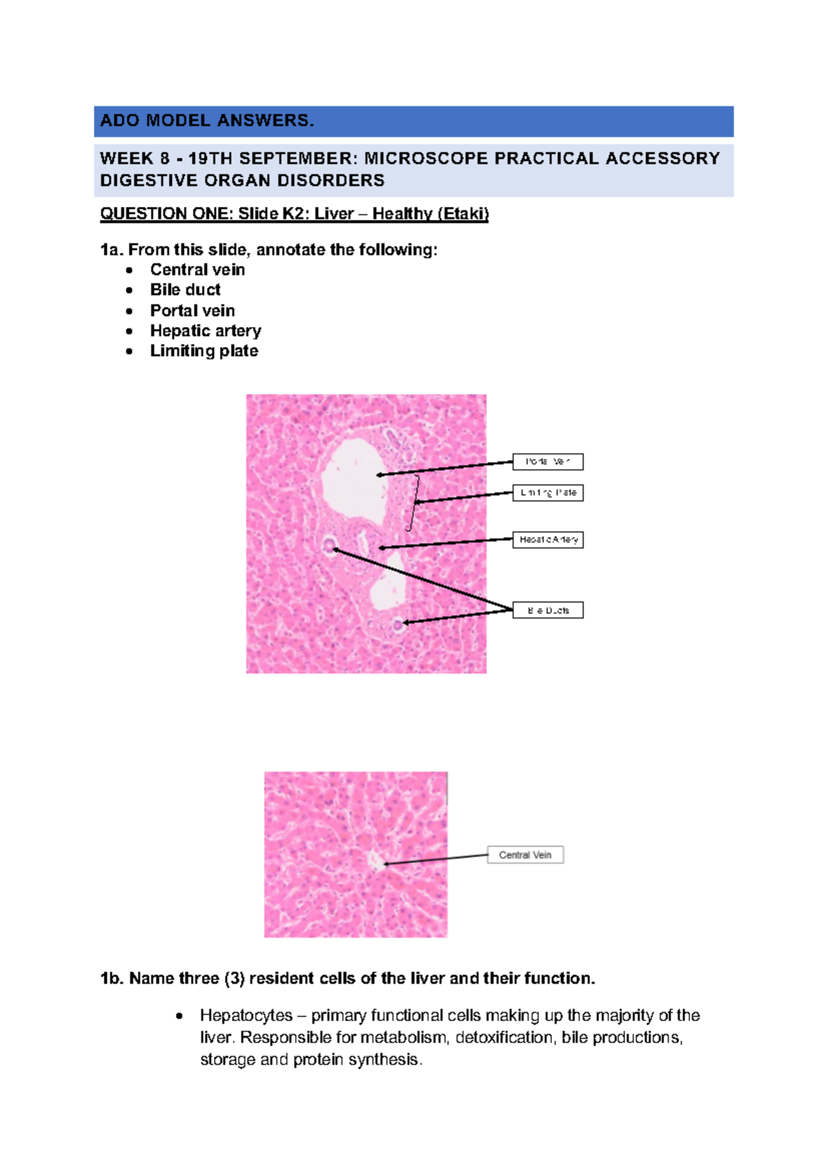 ADO Model Answers 2024 - N/A - ADO MODEL ANSWERS. WEEK 8 - 19 TH ...