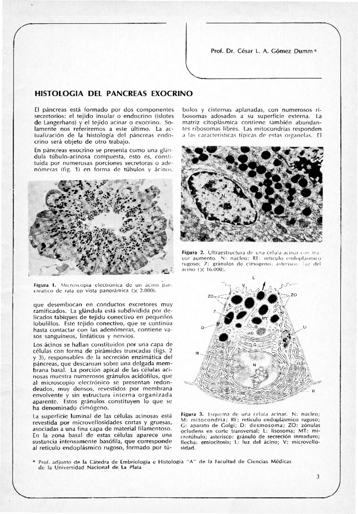 Páncreas Exocrino - BREVE EXPLICACIÓN DEL PANCREAS Y SU FUNCIÓN ...