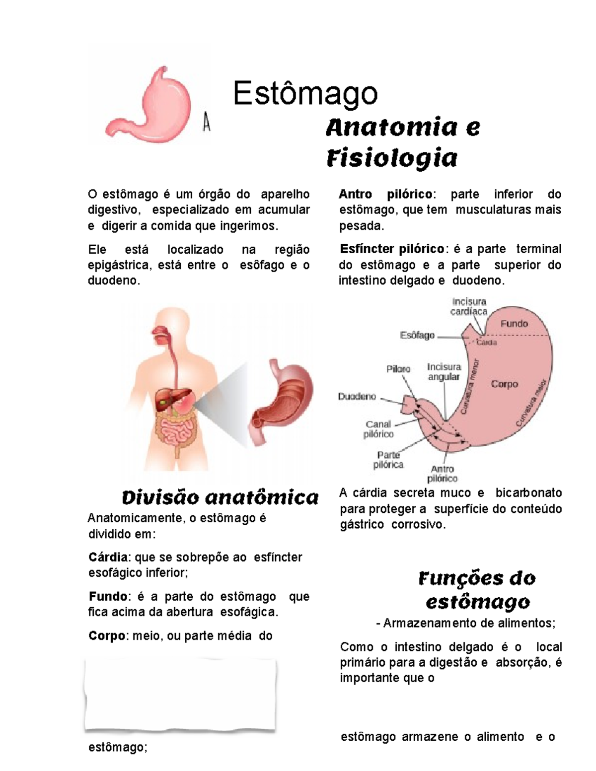 Resumo estômago - Estômago Anatomia e Fisiologia O estômago é um órgão ...