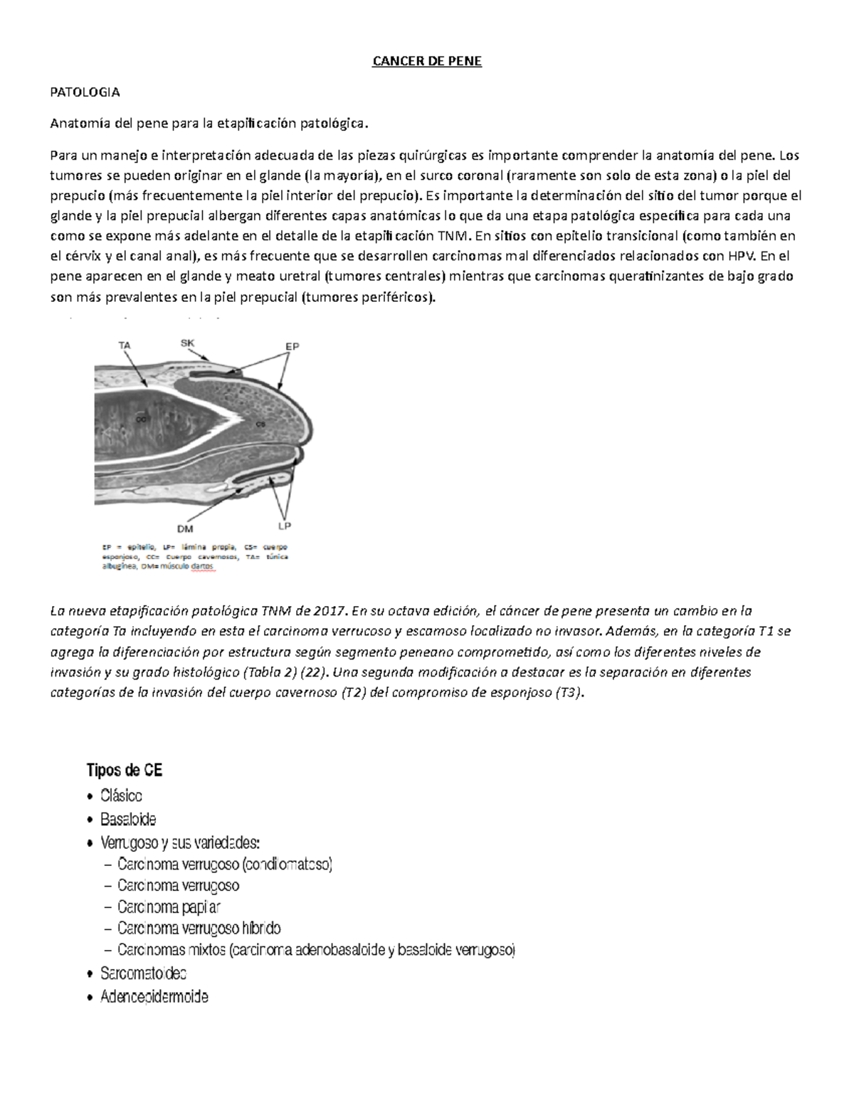 Cancer DE PENE Resumen - CANCER DE PENE PATOLOGIA Anatomía del pene ...