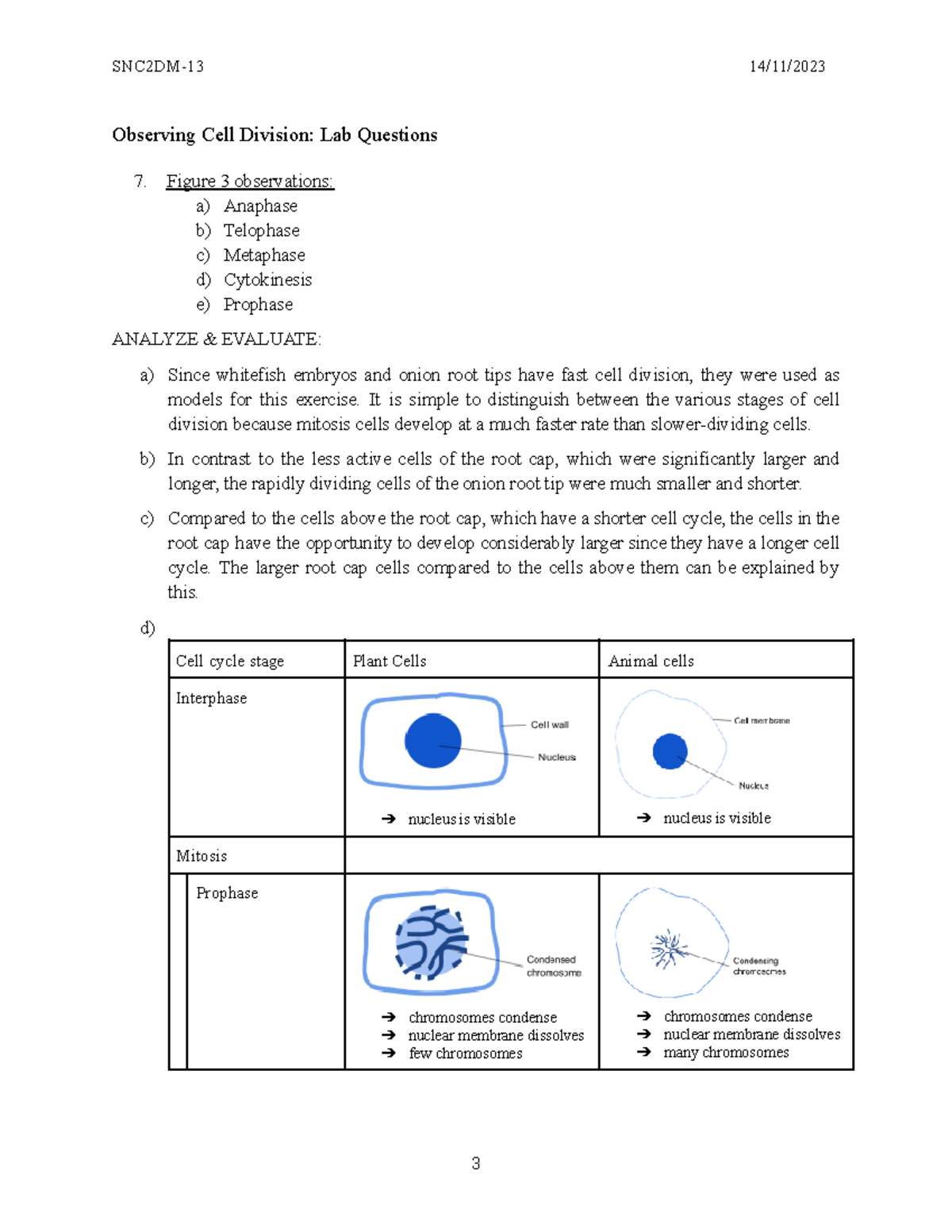 Observing Cell Division Lab Questions - Tanzeela S - SNC2DM-13 14/11 ...