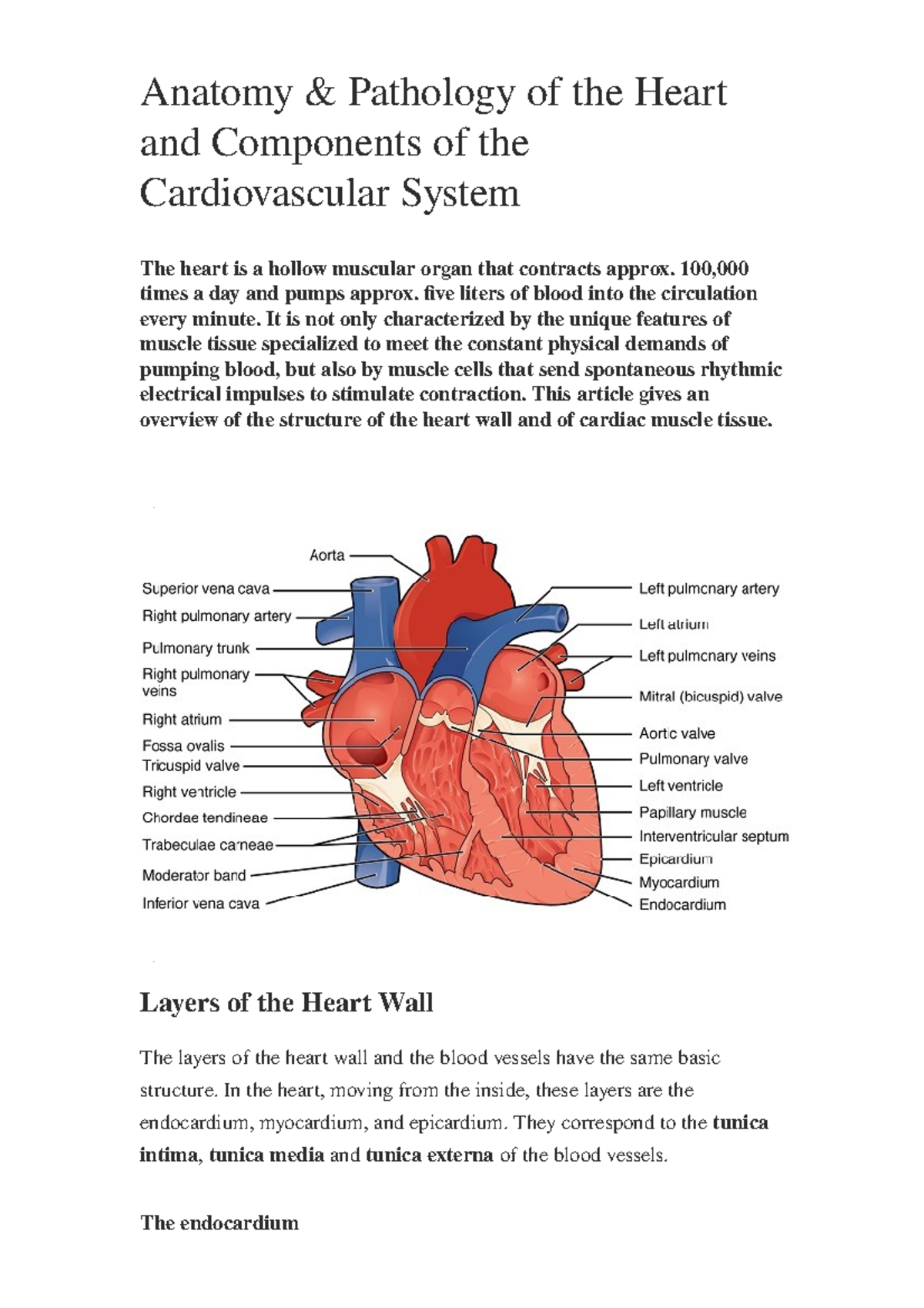 Anat and patho of cardiovascular sys - Anat omy & Pathology of the Hear ...