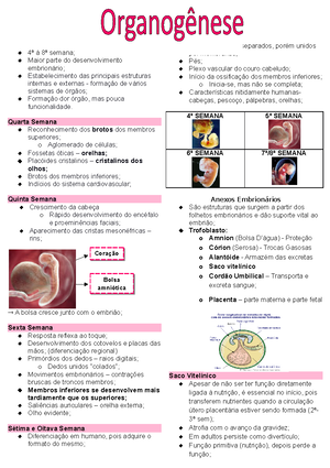 Embriologia ...