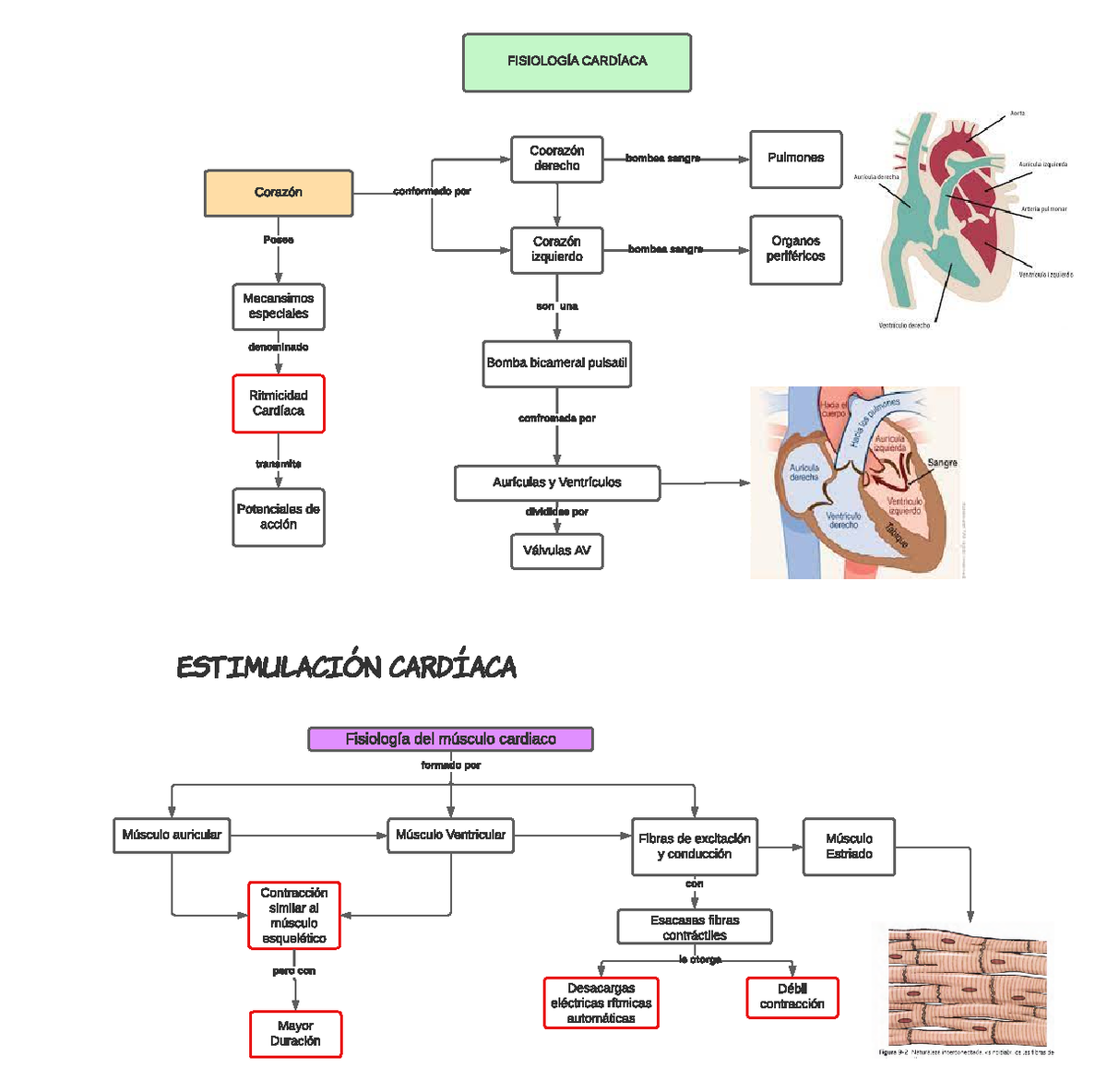 OV Sesión 6 - Organizador visual - FISIOLOGÍA CARDÍACA Corazón ...