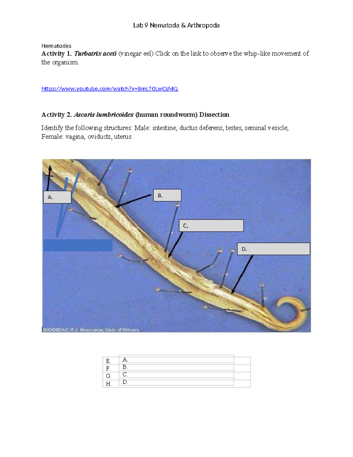9 Nematoda Arthropoda - Nematodes Activity 1. Turbatrix aceti (vinegar ...