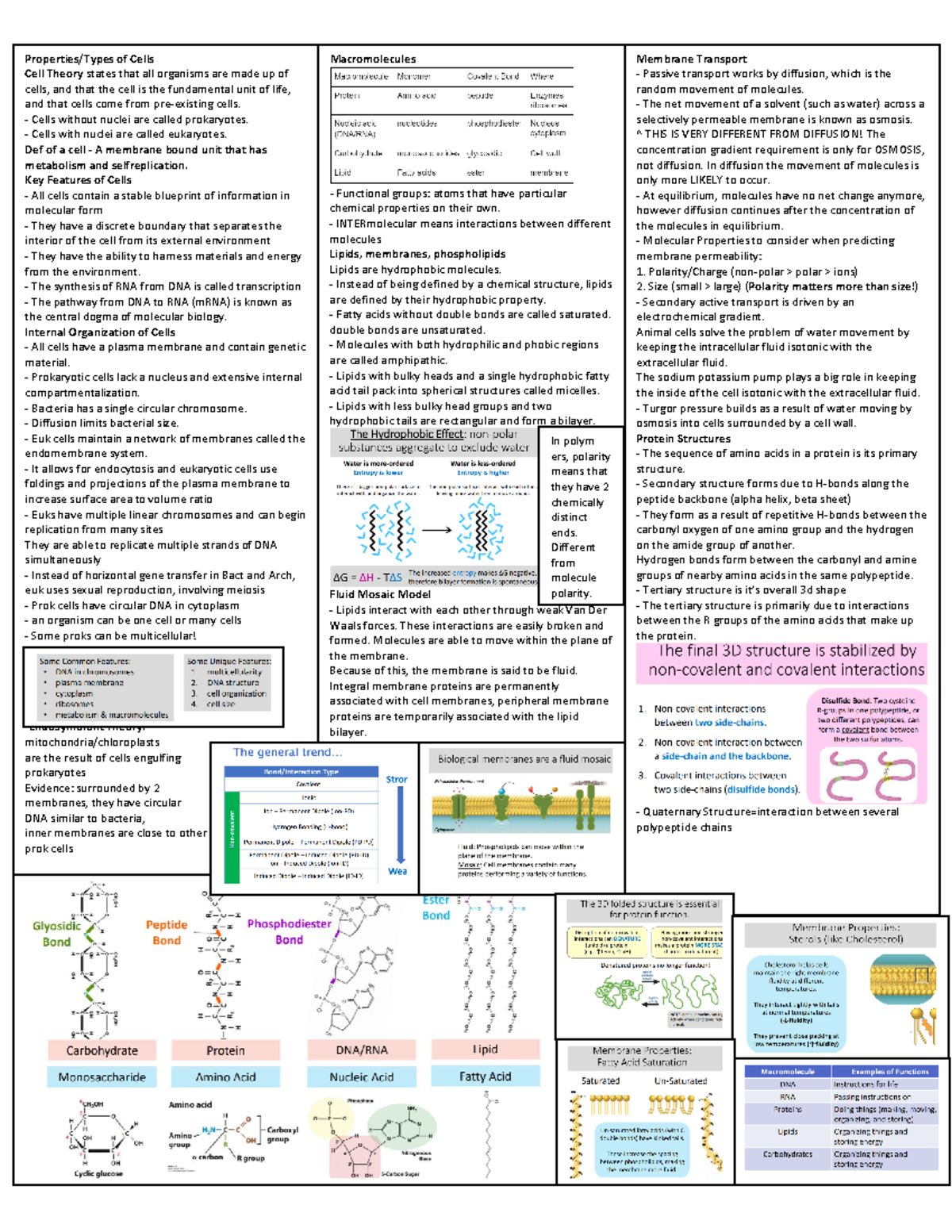 Midterm 1 Sheet - Summary Biology Of The Cell - Warning: TT: undefined function: 32 Properties ...