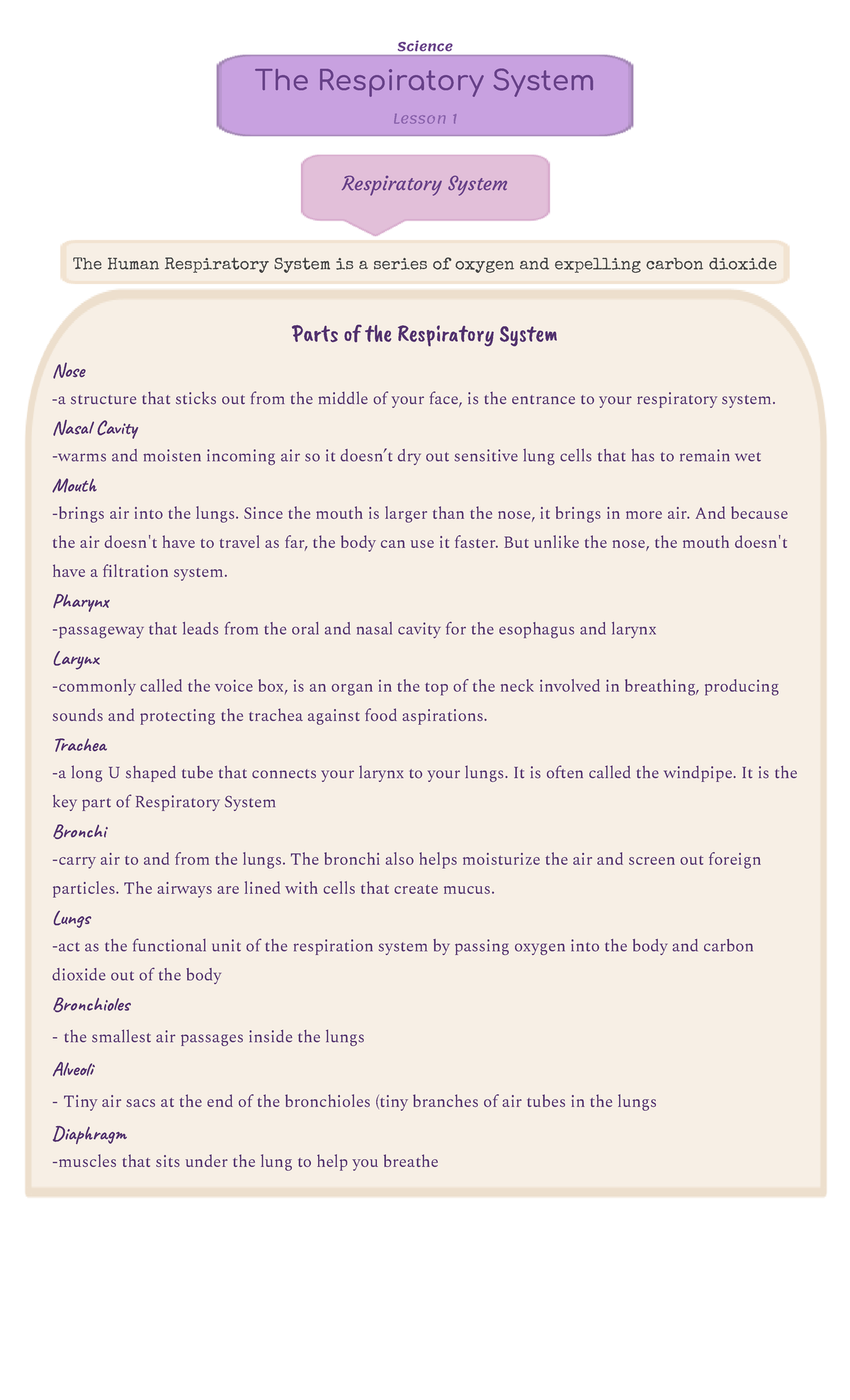 Science G9 Q1 Notes - Science The Respiratory System Lesson 1 ...
