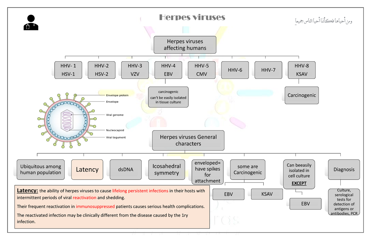 Herpes - Parasitology - Herpes viruses affecting humans HHV- 1 HSV- HHV ...