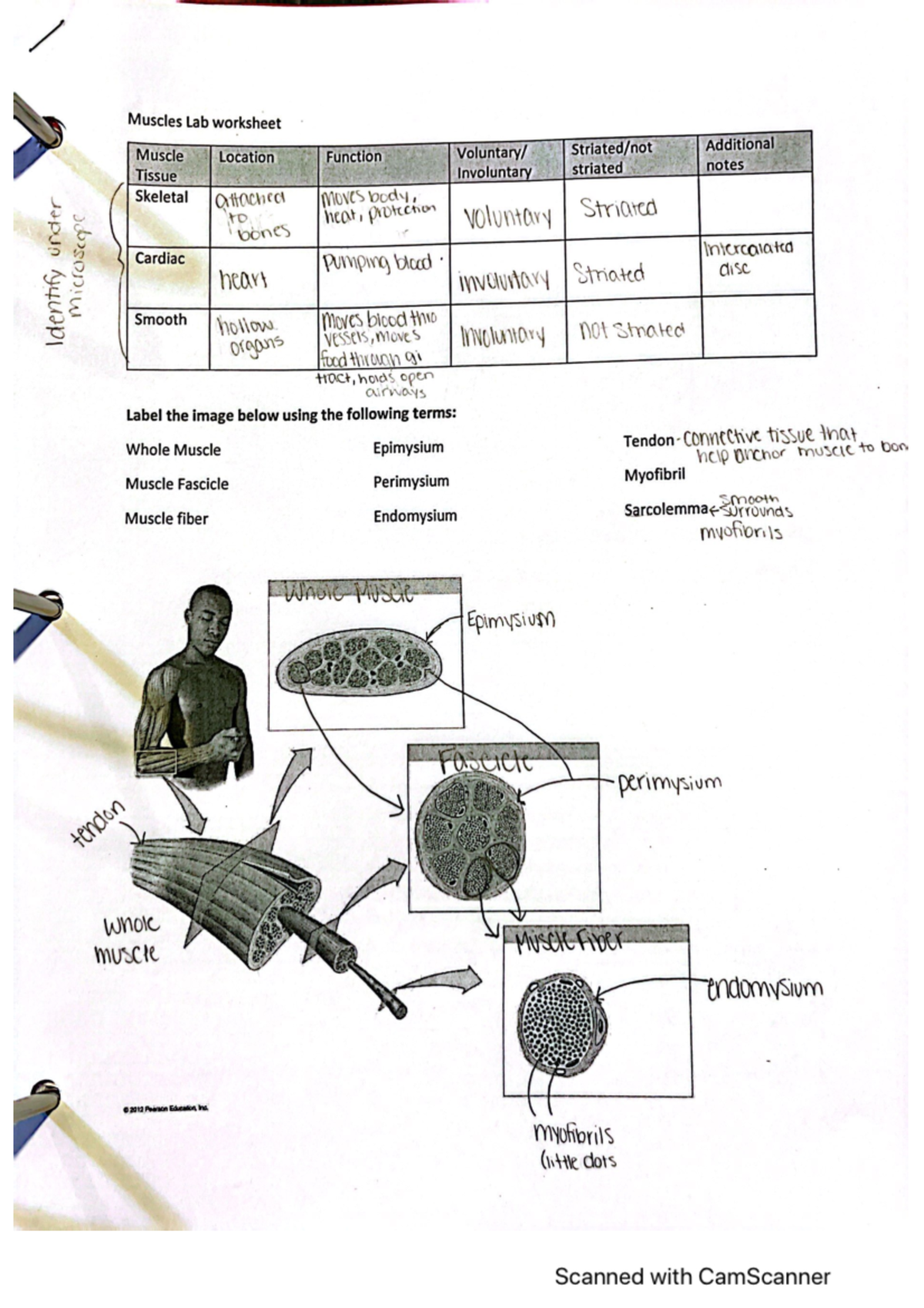 Muscle Lab Worksheet - BIOL 141 - Studocu