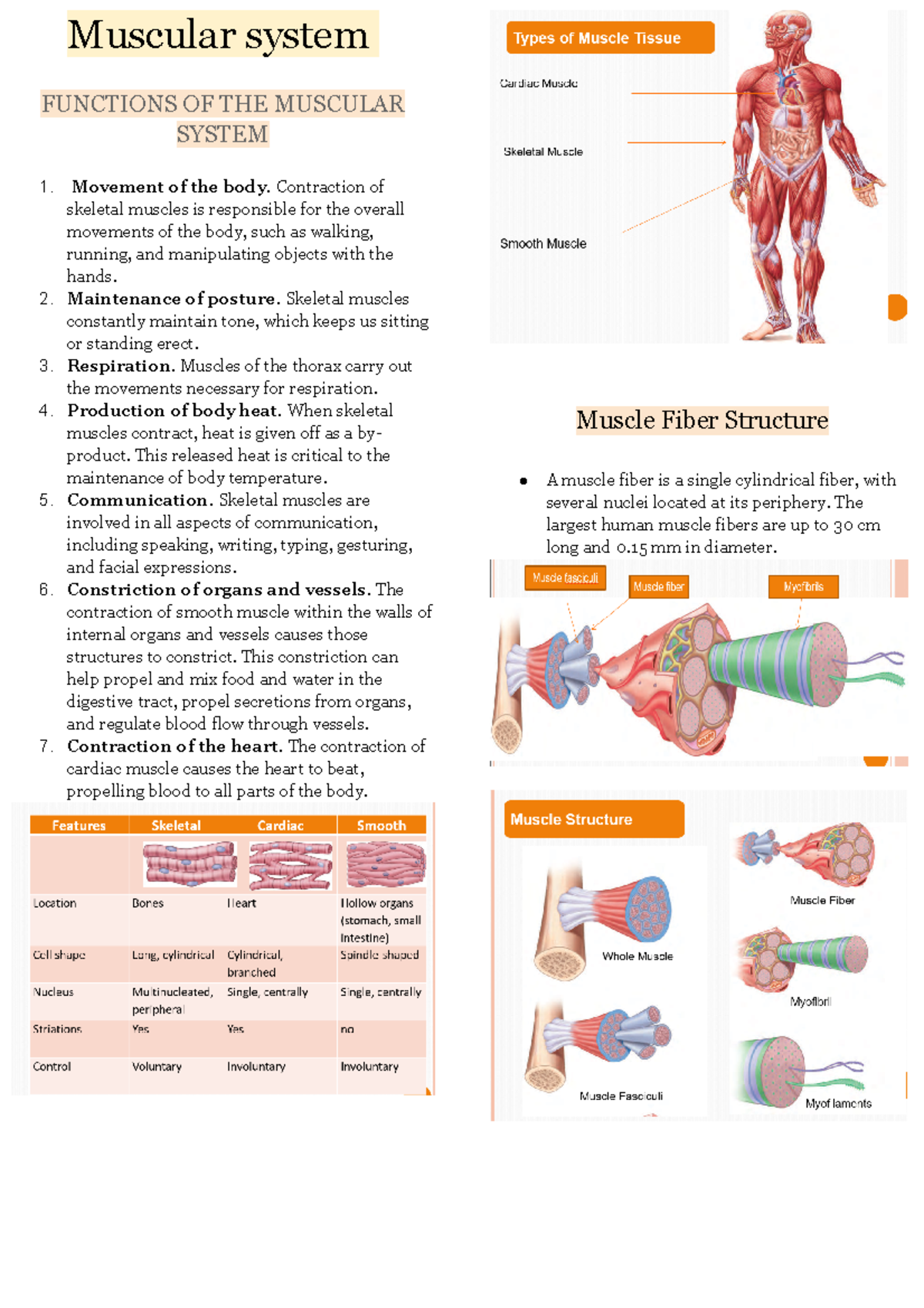 Muscular system - Lecture notes 1 - Muscular system FUNCTIONS OF THE ...
