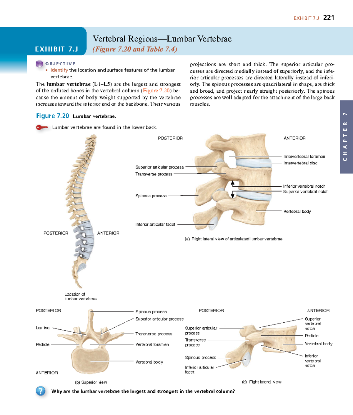 Anatomyand Physiology-85 - C H A P T E R 7 EXHIBIT 7 221 Vertebral ...