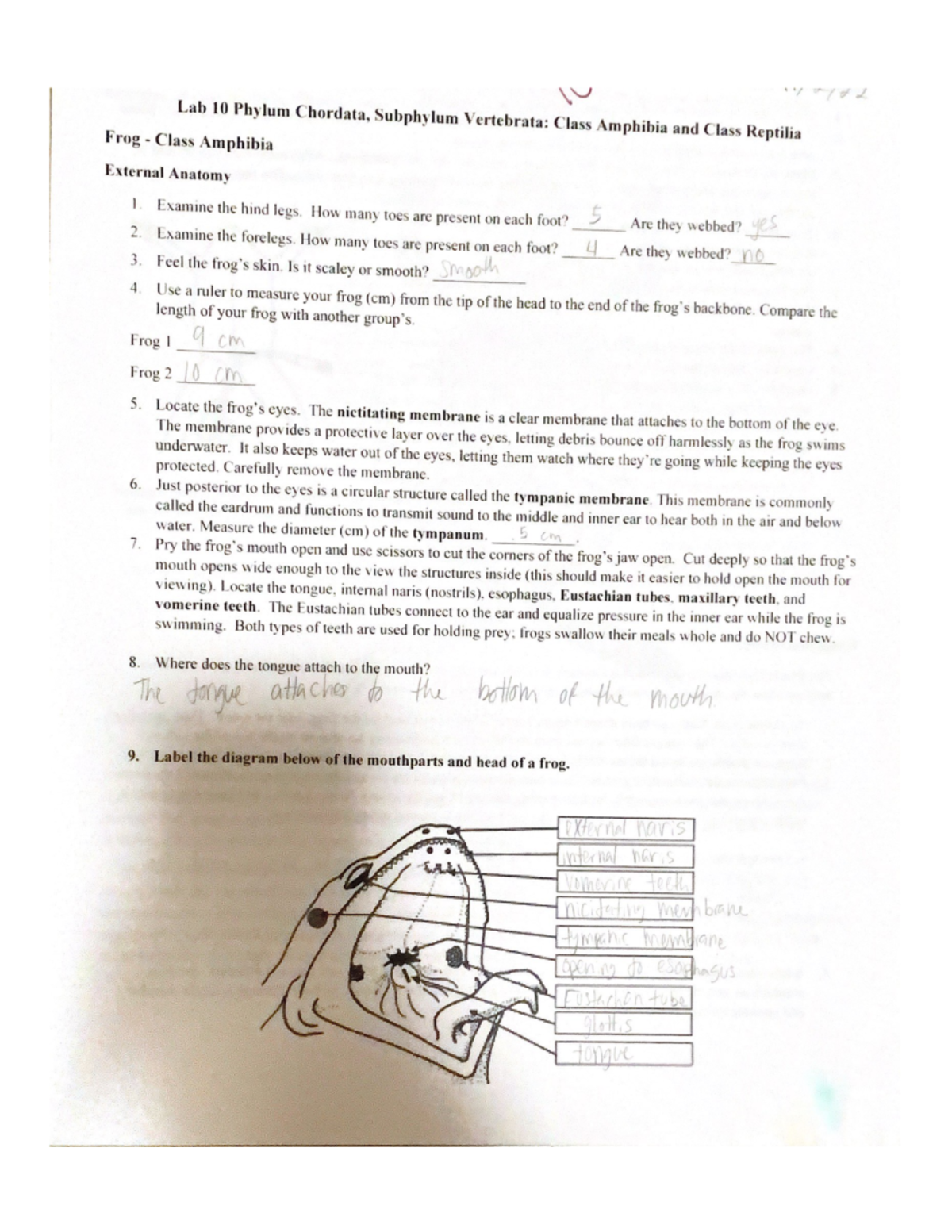 Lab 10 Phylum Chordata, Subphylum Vertebrata Class Amphibia and Class ...