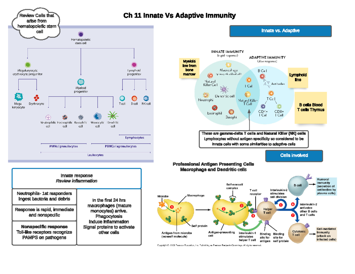 Concept Map Ch 11 Innate Vs Adaptive - Review Cells that Ch 11 Innate ...