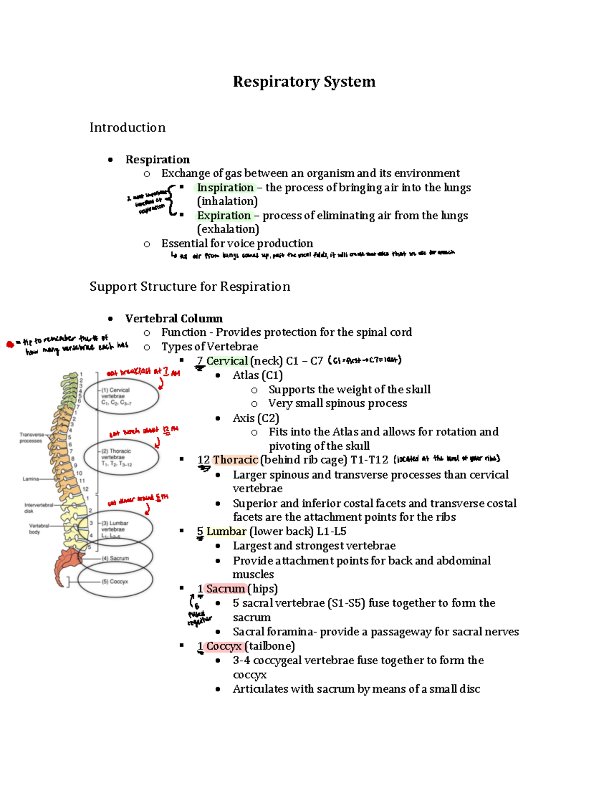 Exam 2 Respiratory System Study Guide - ####### Respiratory System ...