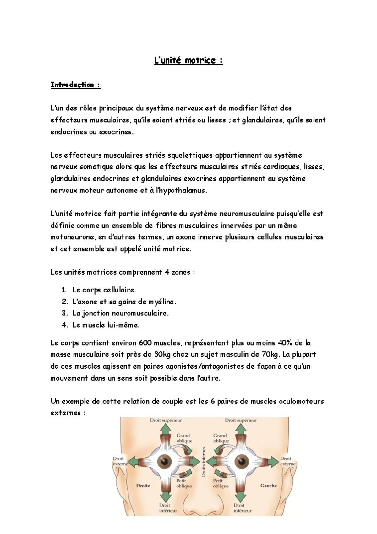 Chapitre 5 - L'unité motrice - Neurophysiologie Et Système Nerveux ...