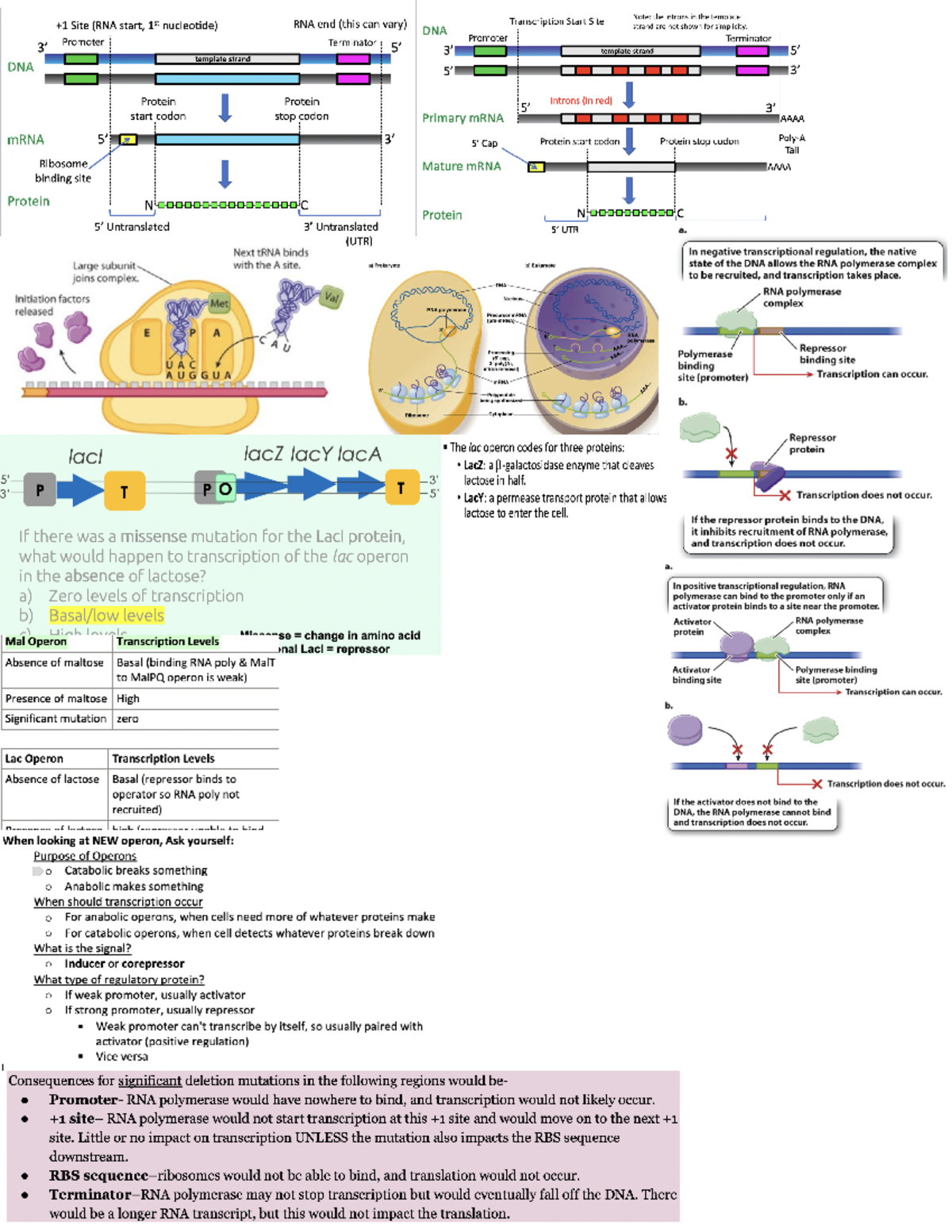Bio final cheat sheet-2 - BIOL 112 - ds - Studocu