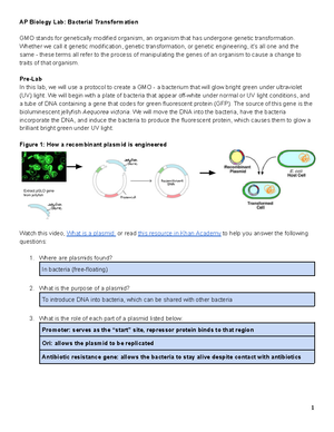 p GLO Lab Analysis 2024 - AP Biology Lab: Bacterial Transformation ...