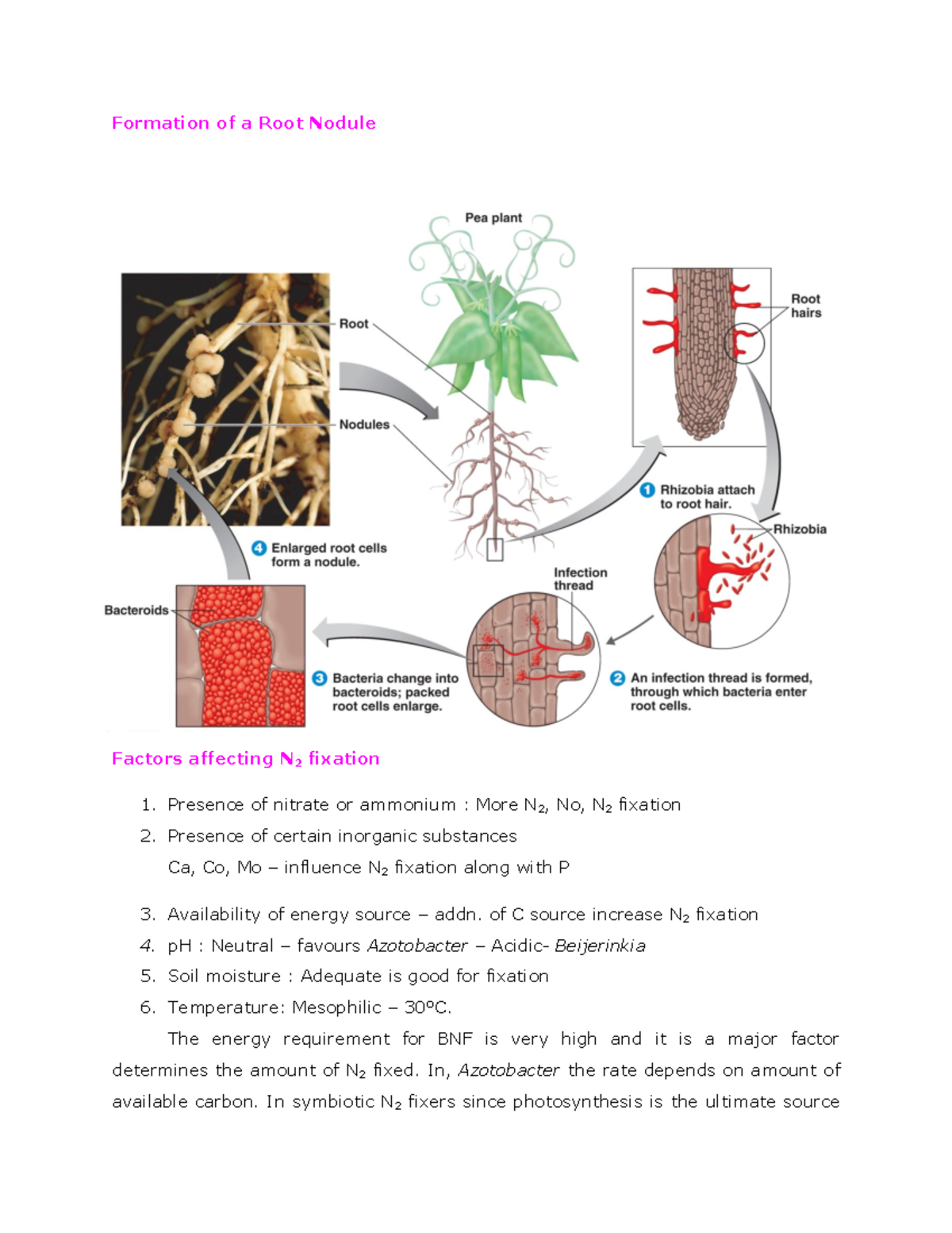 Microbiology notes 25 - Formation of a Root Nodule Factors affecting N ...
