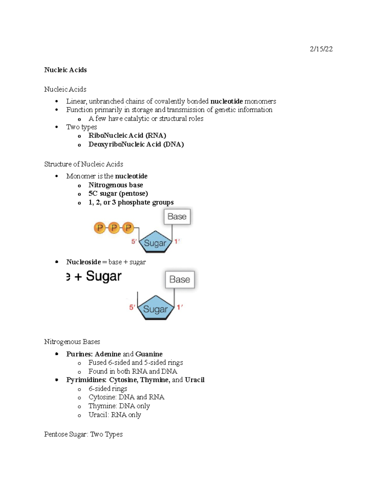 BSCI170 Nucleic Acids - Dr. Compton - 2/15/ Nucleic Acids Nucleic Acids ...