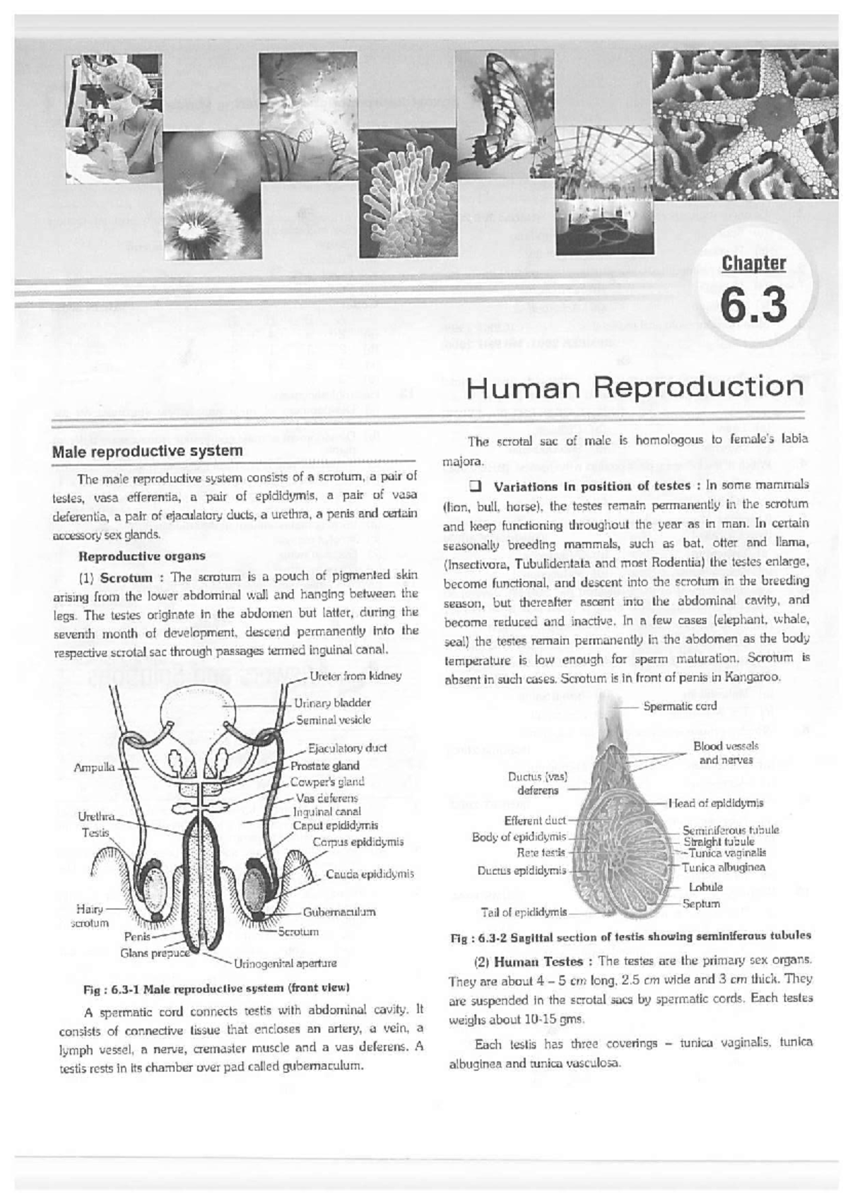 28. Human Reproduction - B.tech CSE - Studocu